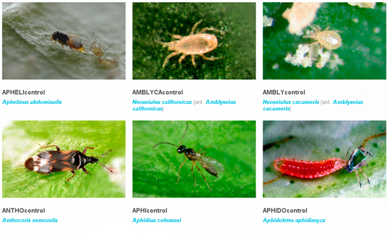 Plagas De Invernadero Y Soluciones Fraunhofer Desarrolla Procesos