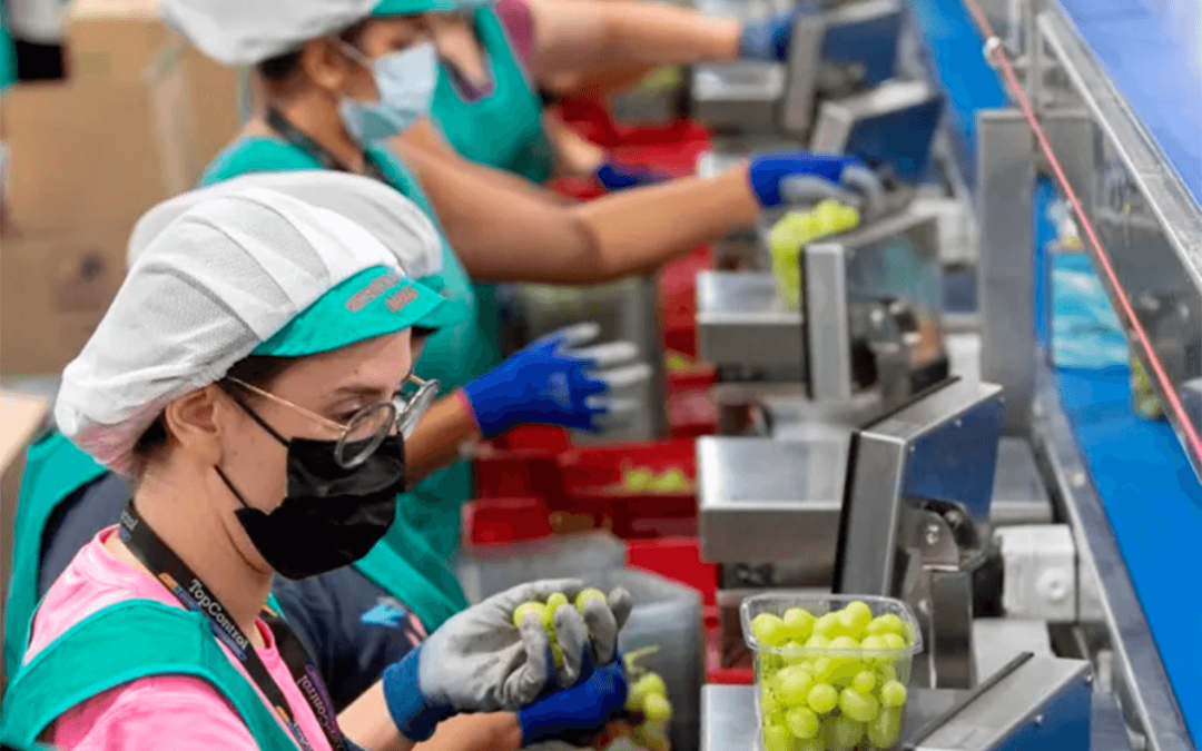 La exportación de pepino supera la barrera de los 600 millones de kilos