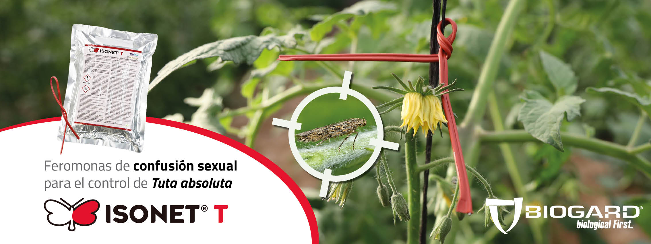 Isonet T®, Confusión sexual para controlar Tuta absoluta de Biogard®